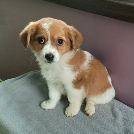 Selecting the Ideal Small Dogs: A Comprehensive Guide to Low ...