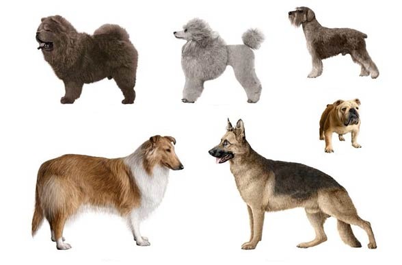 Exploring Different Breeds of Dogs: A Guide for Potential Owners